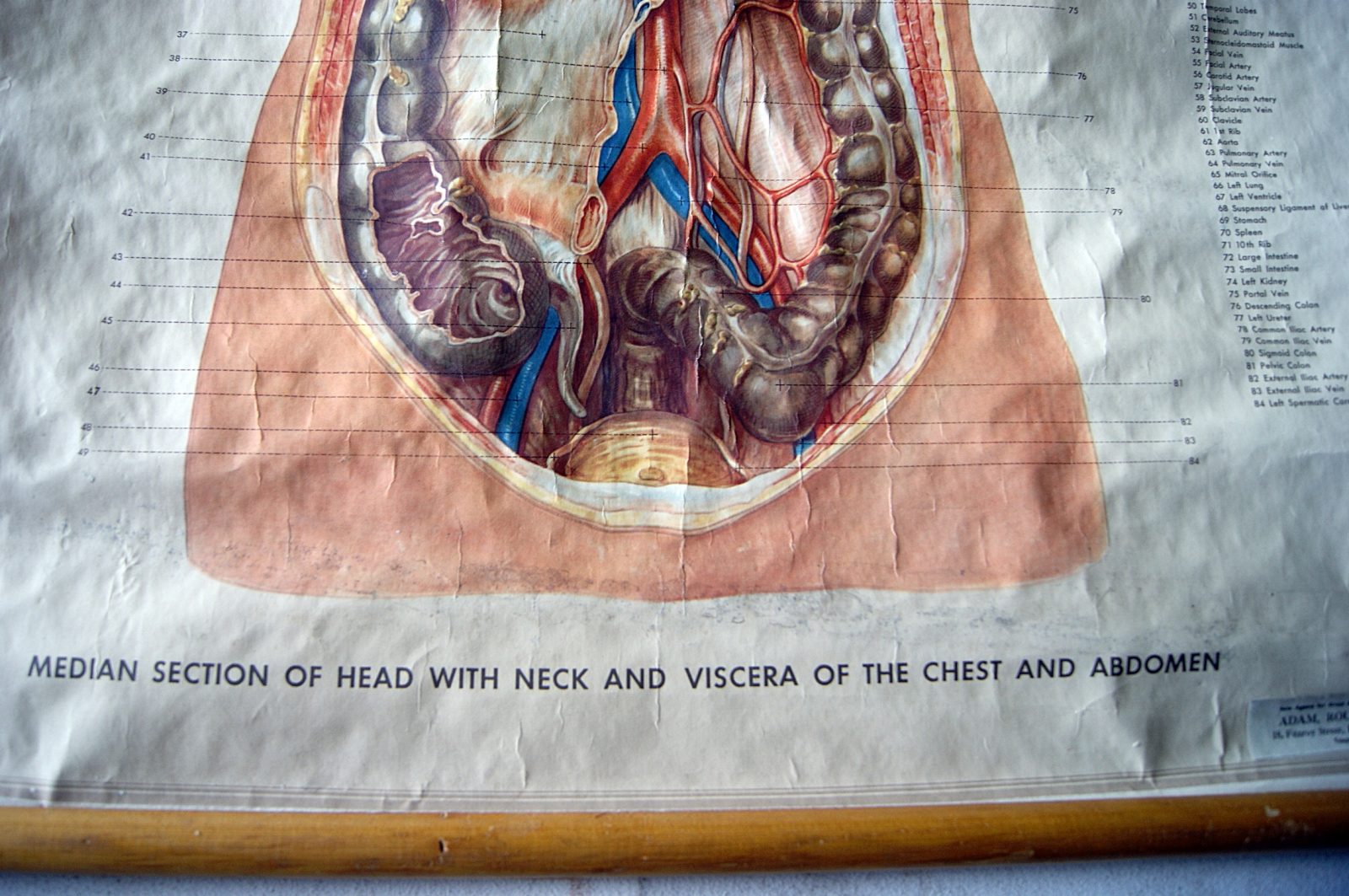 0044242 Medical Poster / Median Section Of Head With Neck Viscera Of ...