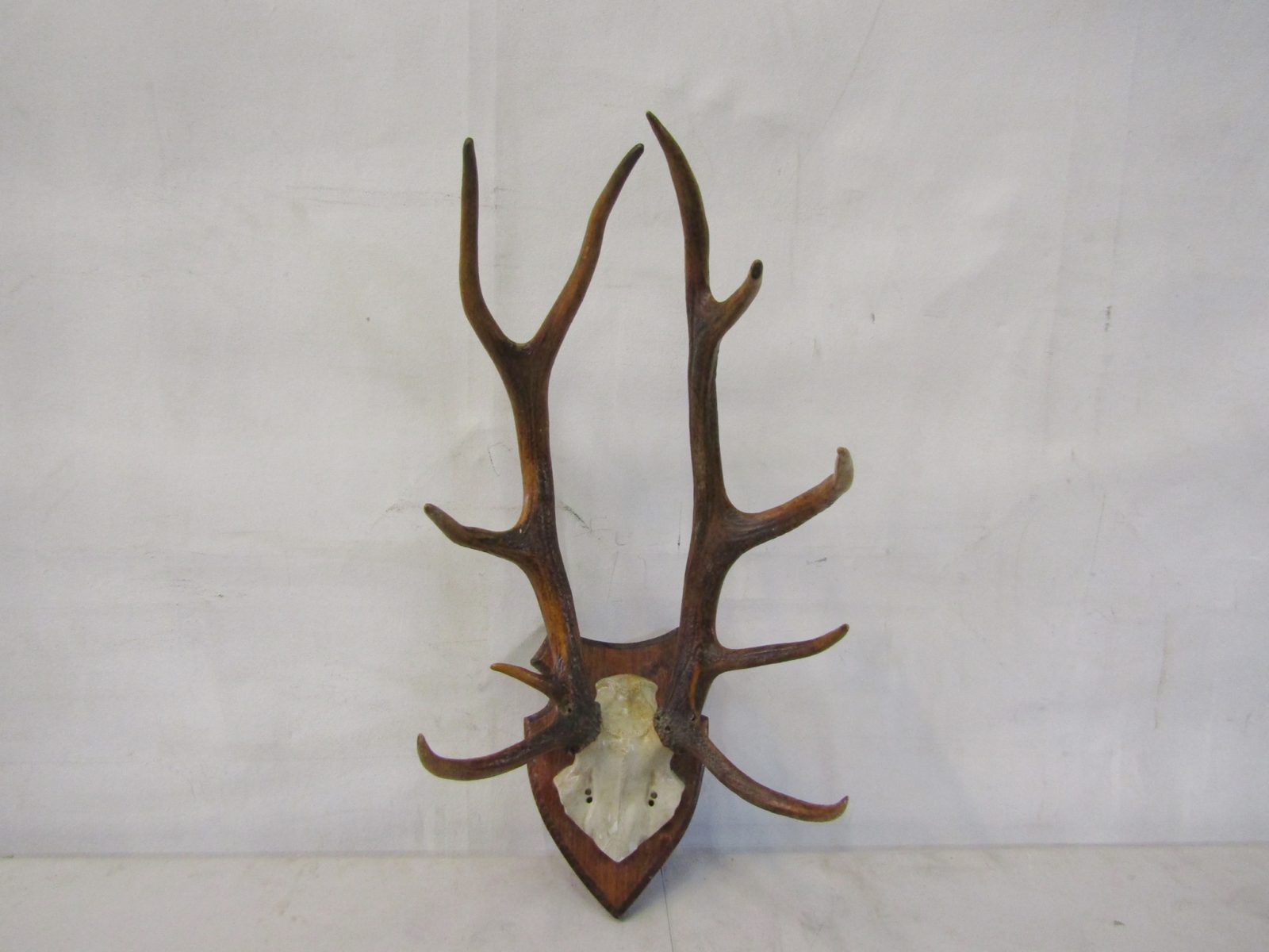 8000161 Wall Mounted Deer Antlers ( H 74 cm ) x 1 off – Stockyard Prop ...